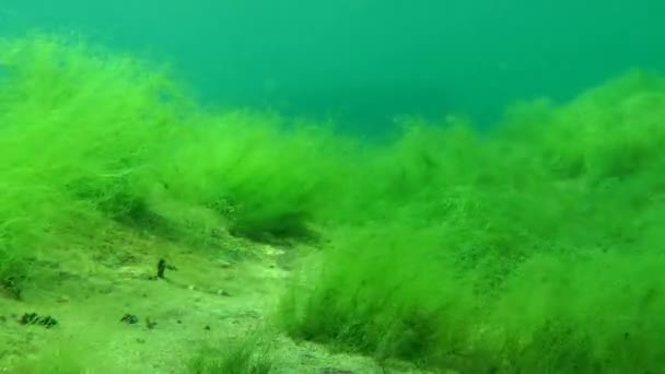 Underwater landscape: the green algae bushes in the sunlight. — Stock ...