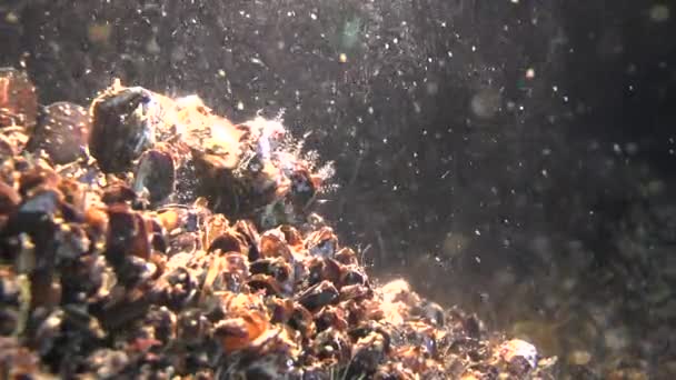 345 Edible mussel Videos, Royalty-free Stock Edible mussel Footage ...