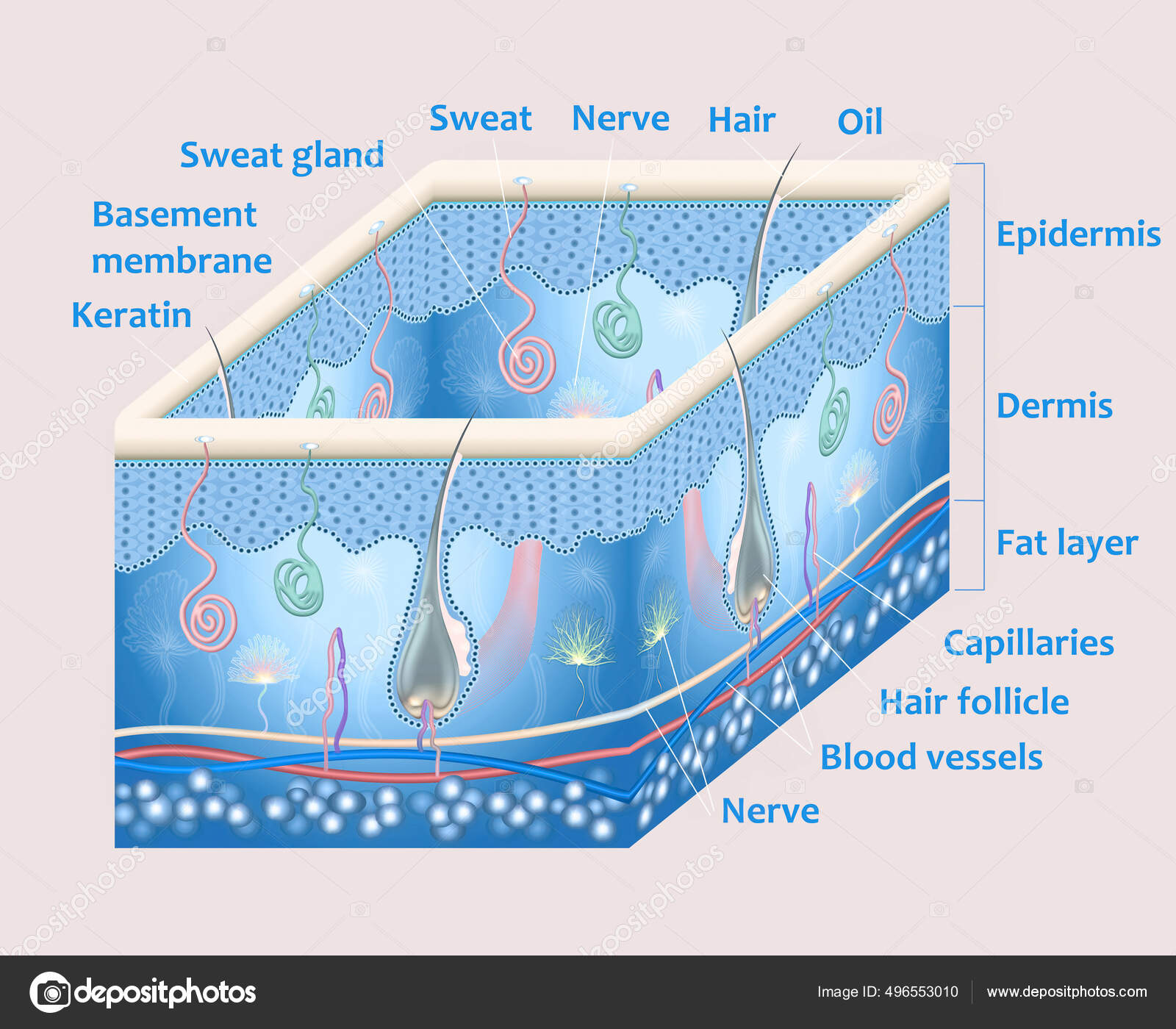 Anatomy Skin Layers Elements Compose Medical Illustration Stock Photo ...