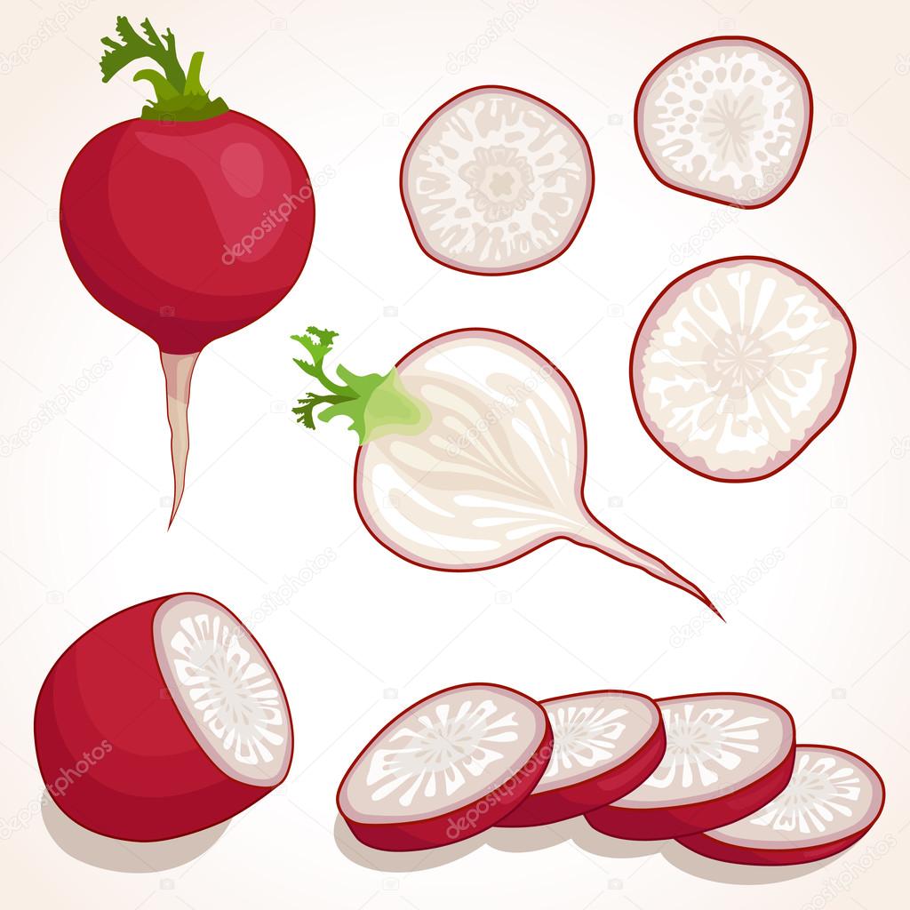 Vector whole and sliced radish Stock Vector by ©kurmanstock.gmail.com ...