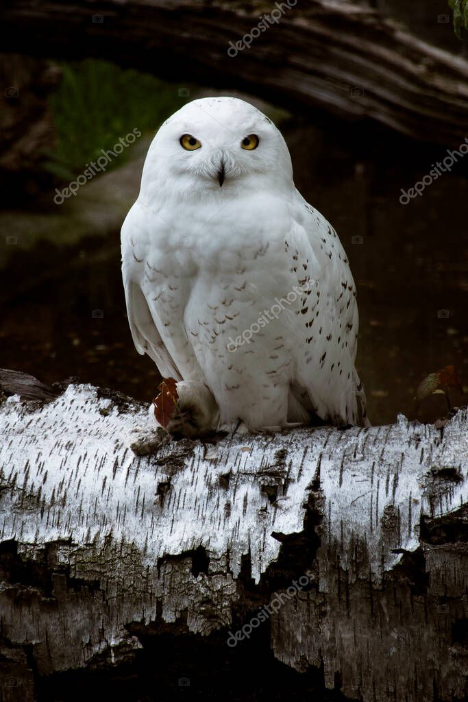 Búho nevado (bubo scandiacus) sentado en tronco de abedul. La ...