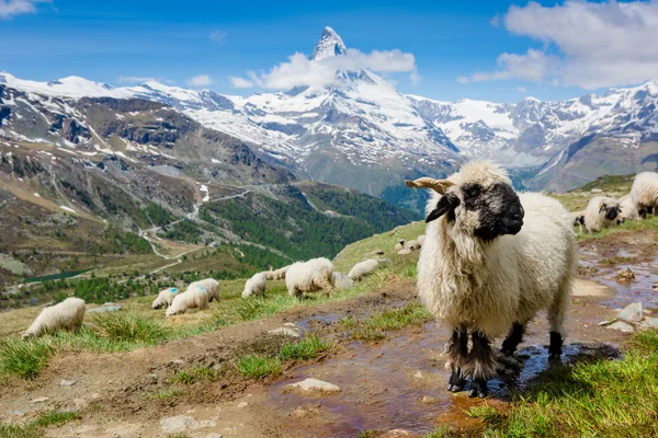 Sheep in Swiss Alps — Stock Photo © Alexandra Lande #6204110