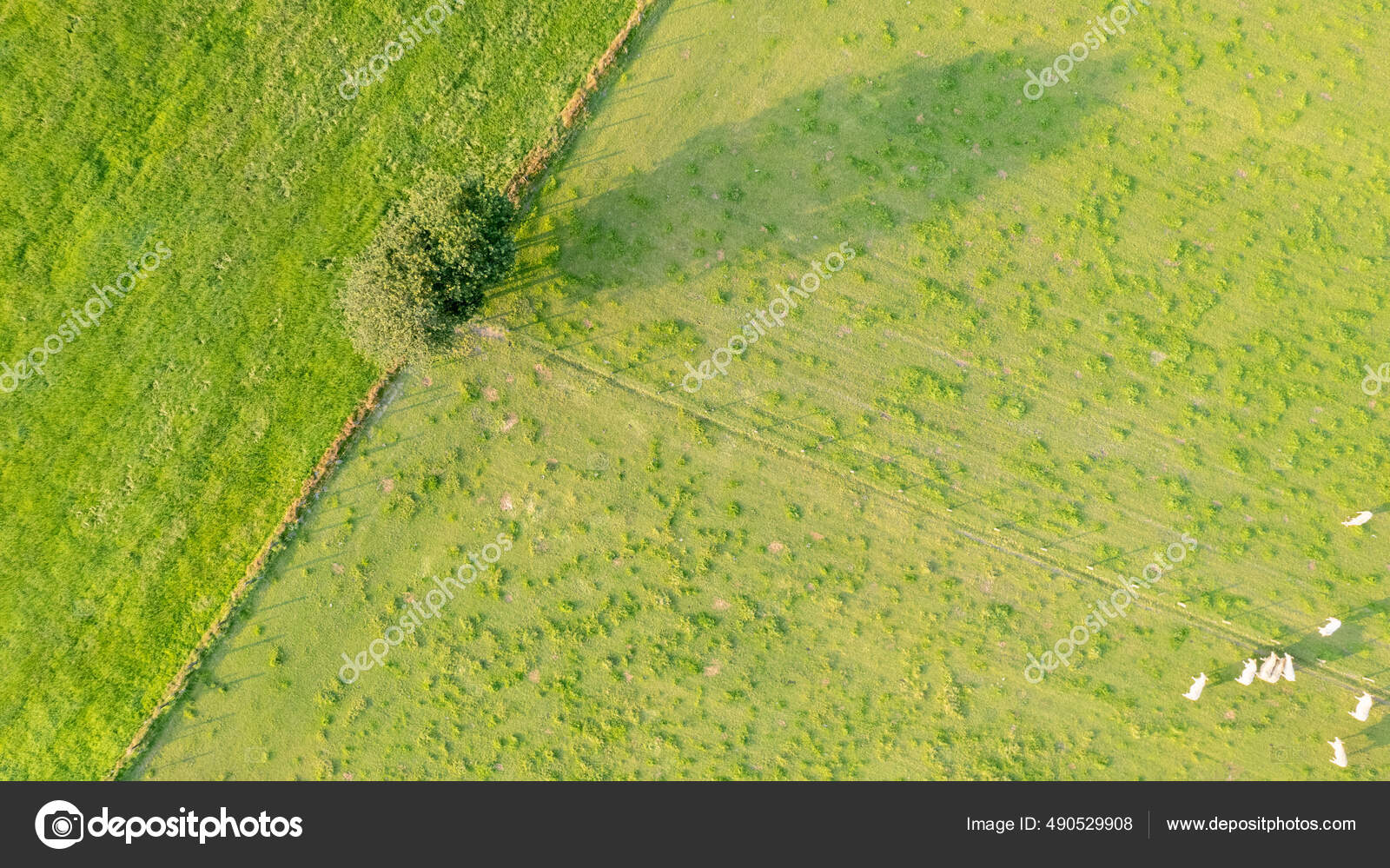 Birds eye view from above of a single tree without leaves on a green ...