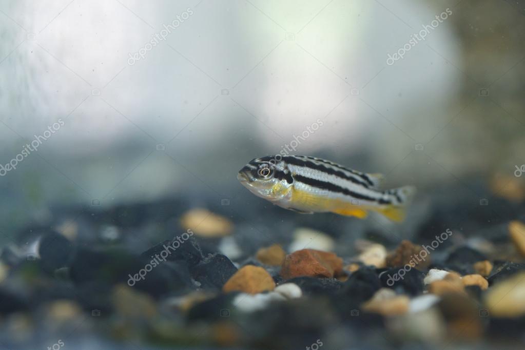 Zebra fish swim gracefully — Stock Photo © Nat_stocker #117197862