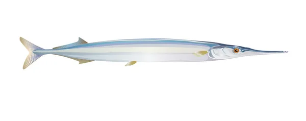 Indian mackerel Vector Images | Depositphotos