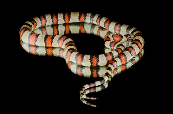 Aboriginal rainbow snake Stock Photos, Royalty Free Aboriginal rainbow ...