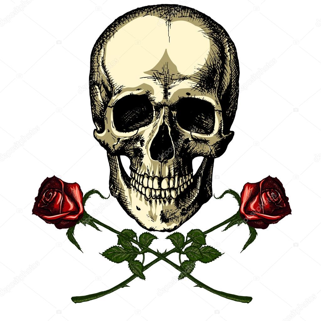 A human skull with two roses on white background ⬇ Vector Image by ...
