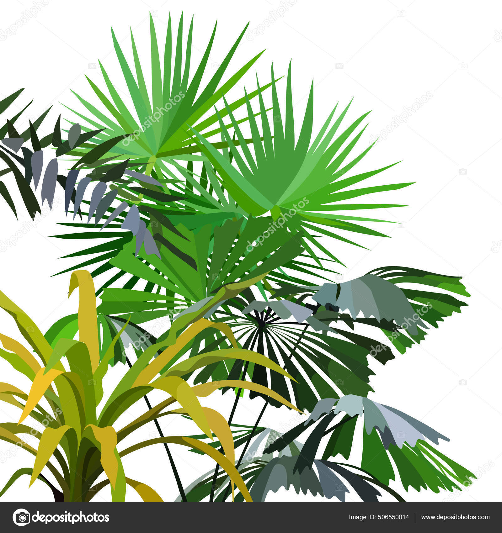 Cartoon Dense Growing Tropical Plants Palm Leaves Isolated White ...