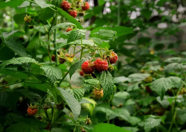 Berry garden Stock Photos, Royalty Free Berry garden Images | Depositphotos
