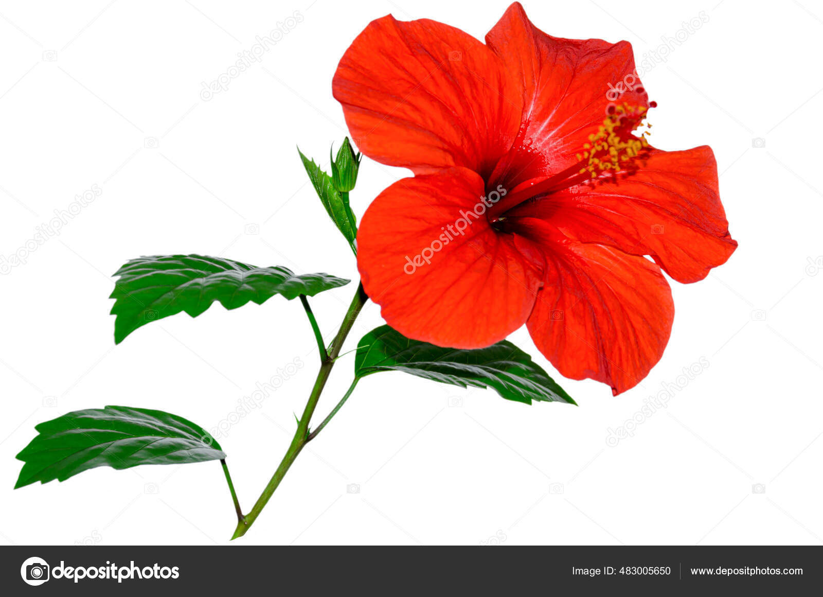 Blooming Hibiscus Red Color Isolated White Background Stock Photo by ...