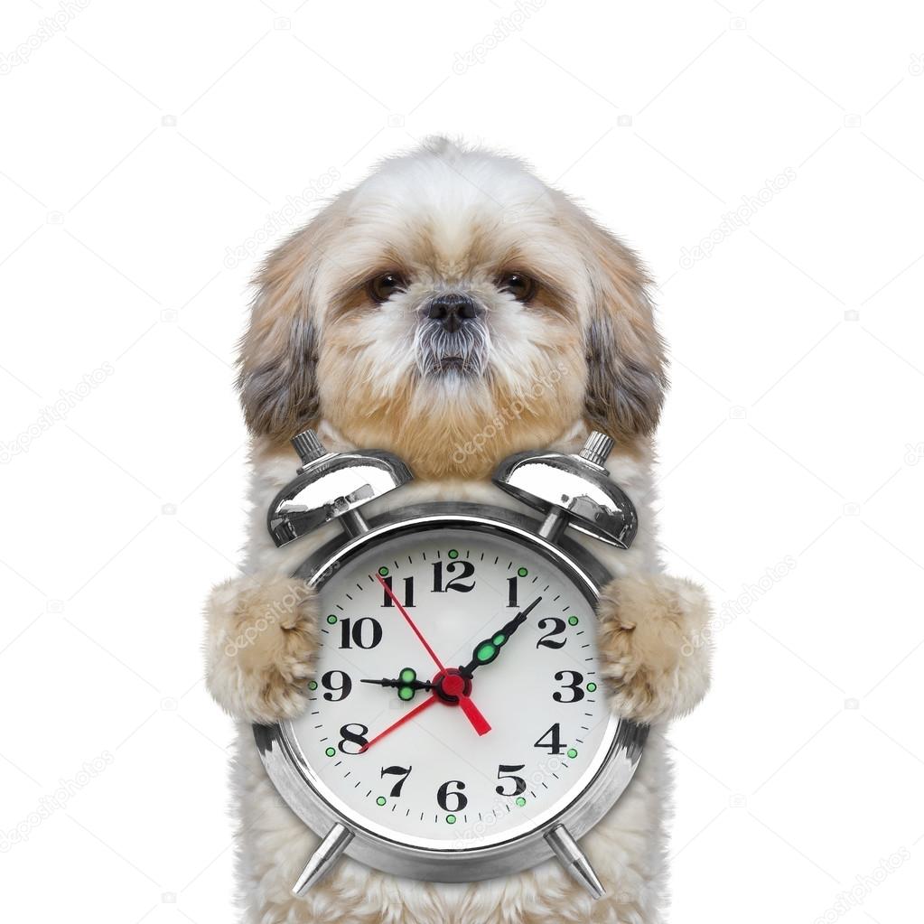 Dog holding an alarm clock in his paws Stock Photo by ©helga1981 109249054