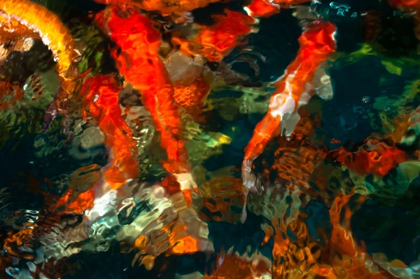 Rippled image of koi fish under water - Stock Image - Everypixel