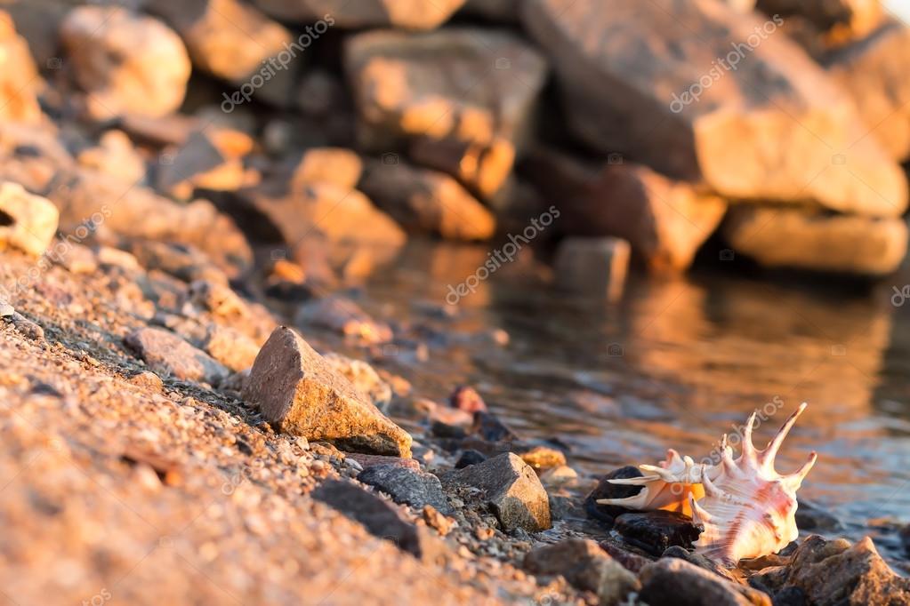 Beautiful seashells on the beach — Stock Photo © Alexey_M #122253722