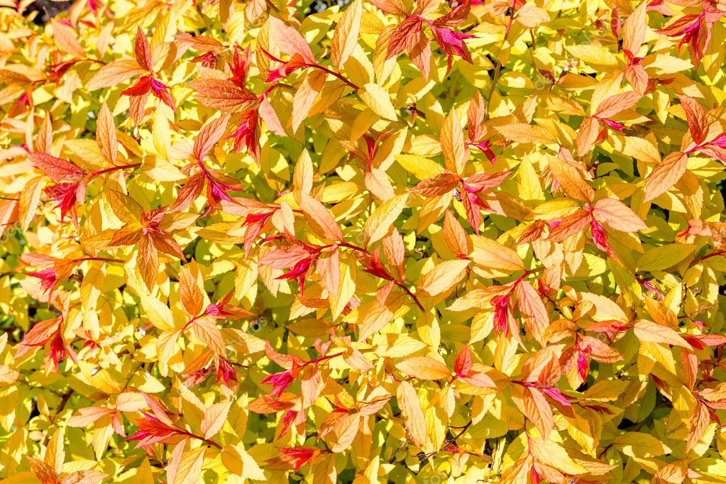 Beautiful leaves background Stock Photo by ©julie.kononenko@gmail.com ...