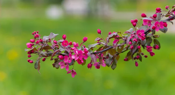 Fotos de Rosa fel, Imagens de Rosa fel sem royalties | Depositphotos