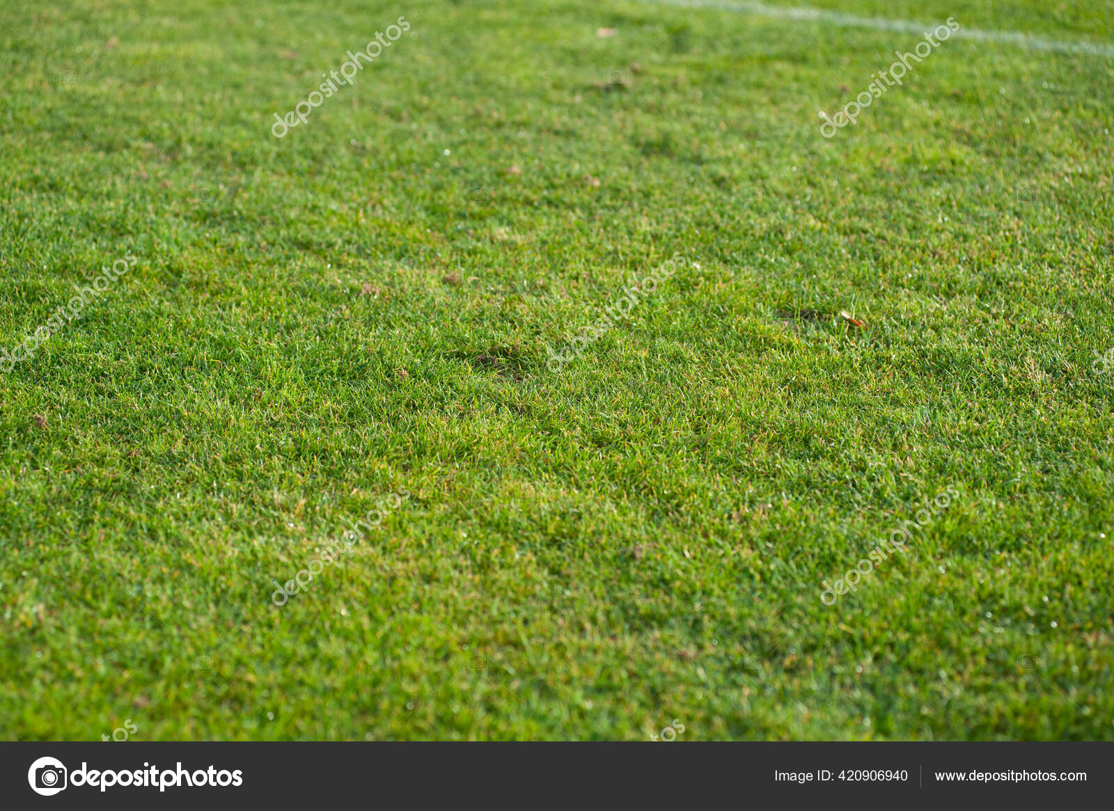 Green Natural Grass Texture Background Green Lawn Pattern Texture ...