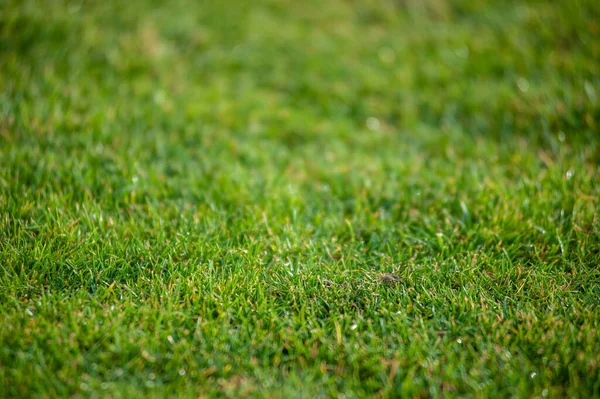 Green Natural Grass Texture Background Green Lawn Pattern Texture ...