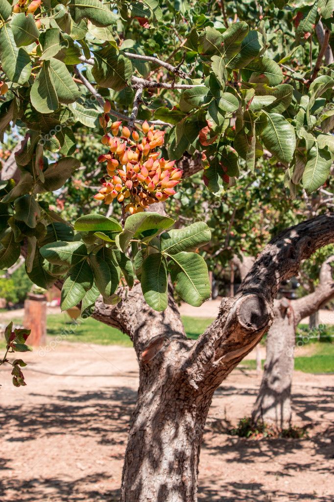 Pistachio Plant
