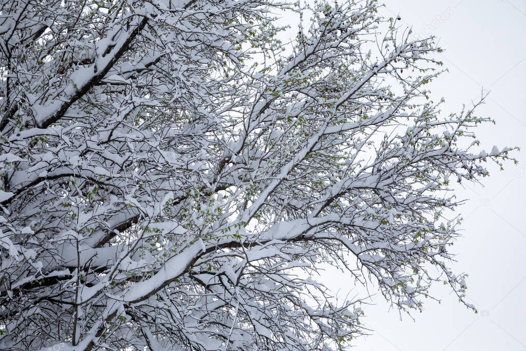 Ma ana de invierno repentinamente nevados almendros ramas cubiertas con hojas verdes en la calle ...