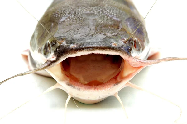 Channel catfish Stock Photos, Royalty Free Channel catfish Images ...