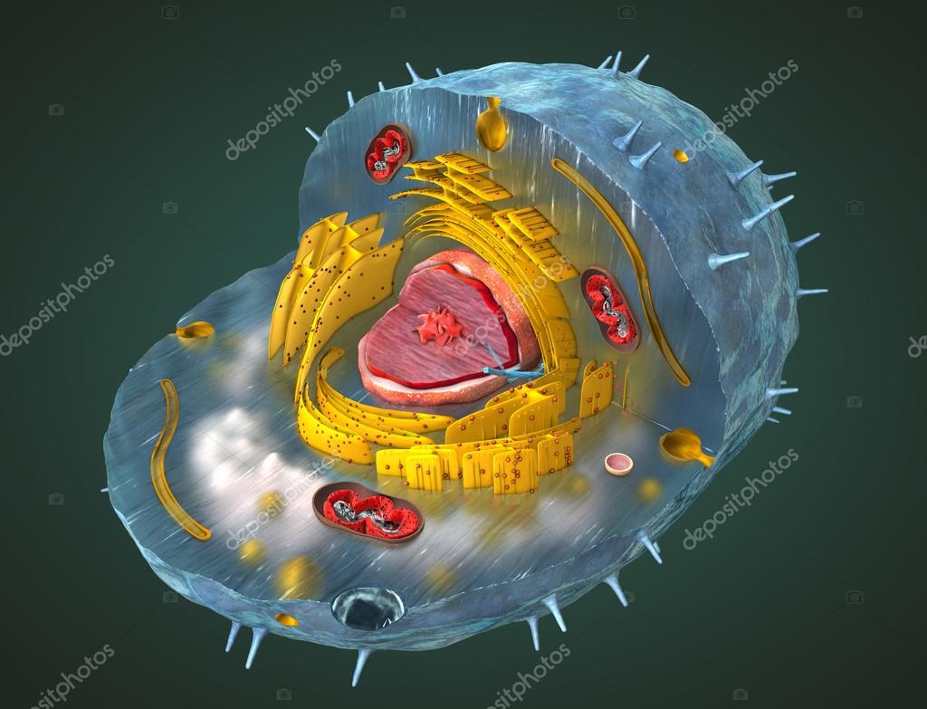 Scientifically correct 3d illustration of the internal structure of a ...
