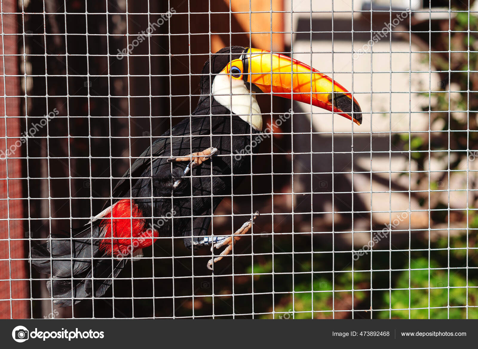 Toucan In Cage