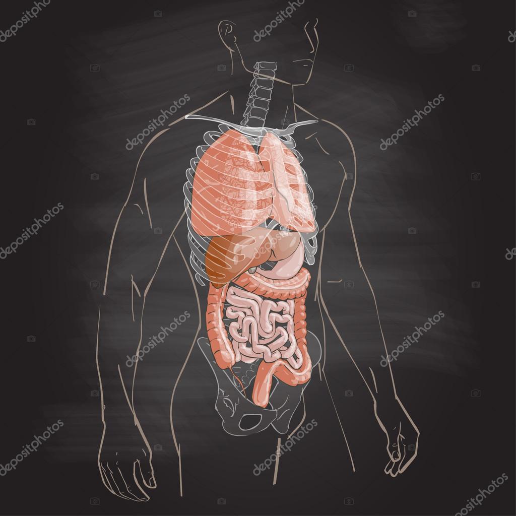 Internal organs system Stock Vector Image by ©Bravoart #121946238
