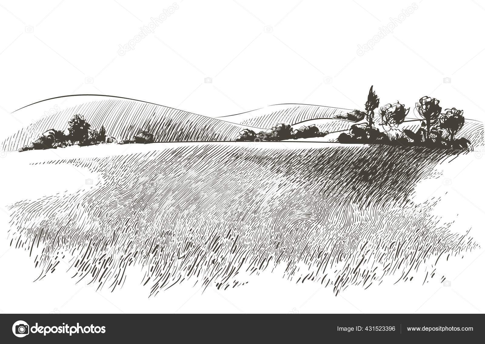 Grass Field Black And White