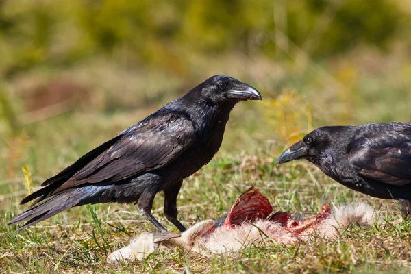 Raven, Corvus corax — Stock Photo © mikelane45 #181964008