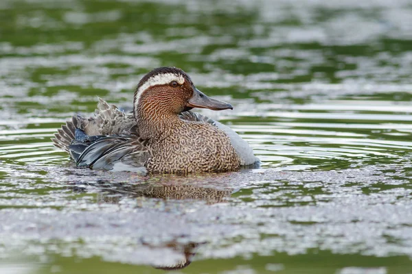Male garganey Stock Photos, Royalty Free Male garganey Images ...
