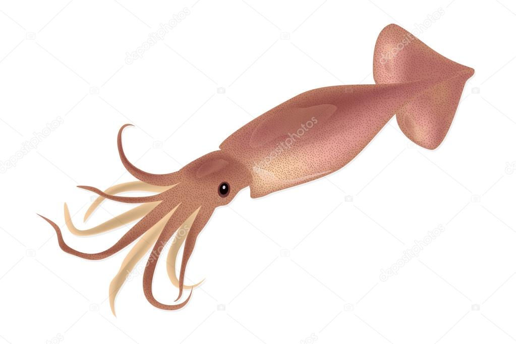 Lulas cor-de-rosa isoladas num fundo branco. Ilustração vetorial imagem ...