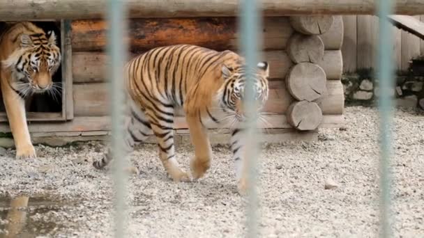 359 Angry lion Videos, Royalty-free Stock Angry lion Footage ...