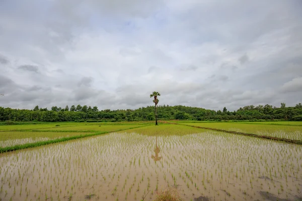 A tree in a rice field Stock Photos, Royalty Free A tree in a rice ...