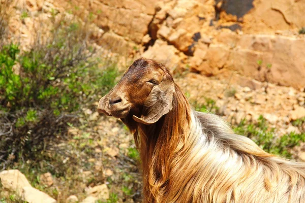 Marocco goat Stock Photos, Royalty Free Marocco goat Images | Depositphotos