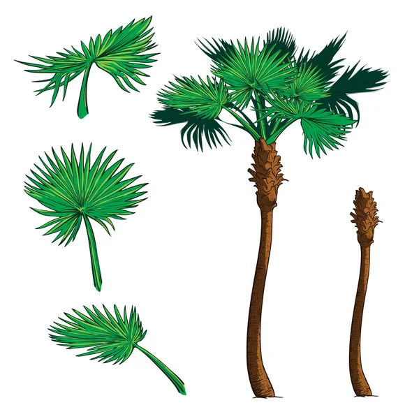 Sabal Palm Tree painted sketch — Stock Vector © Aen_Seidhe #112419116 Sabal Palm Tree painted sketch — Stock Vector © Aen_Seidhe #112419116