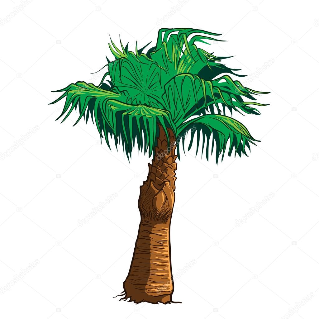 Sabal Palm Tree painted sketch — Stock Vector © Aen_Seidhe #112419116 Sabal Palm Tree painted sketch — Stock Vector © Aen_Seidhe #112419116