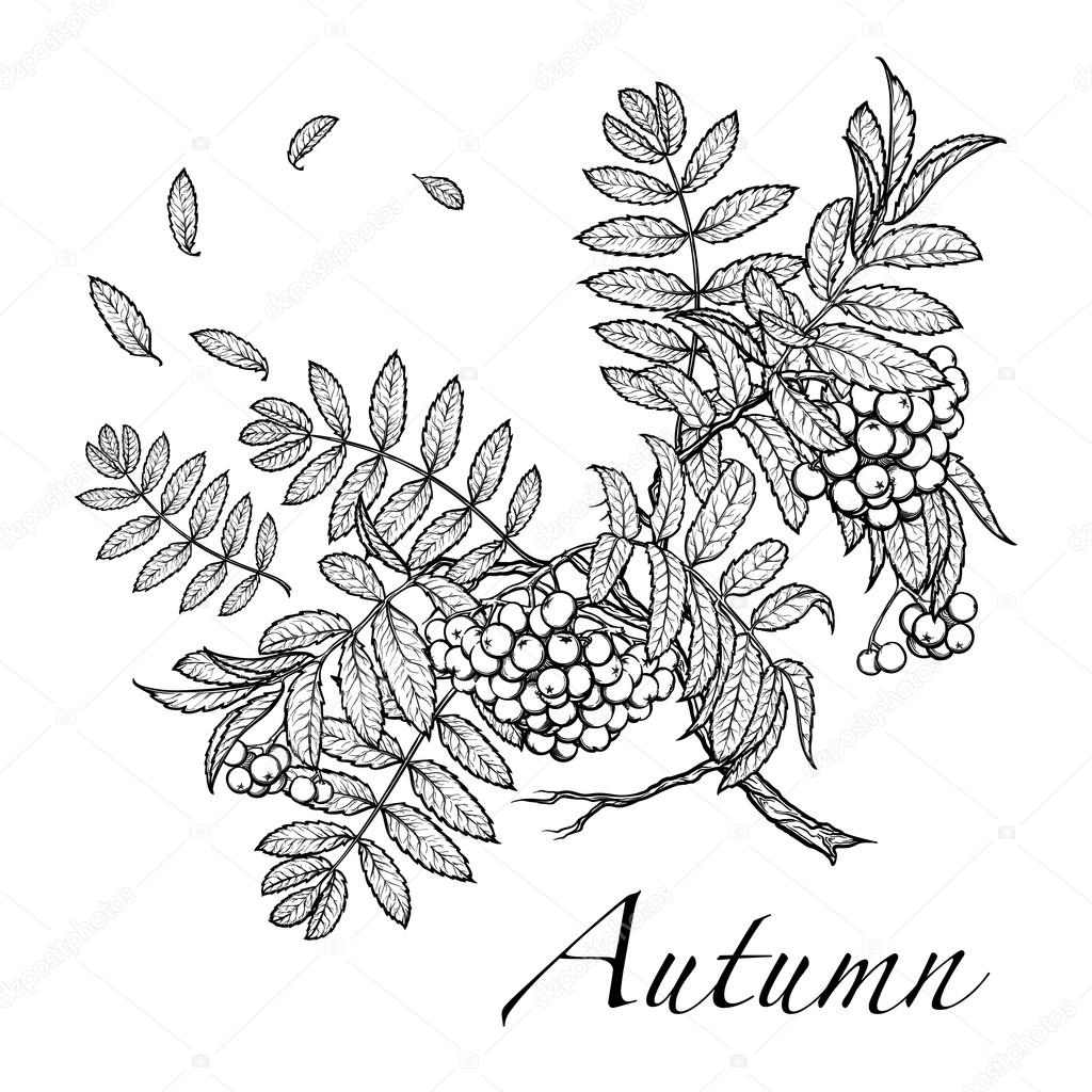 Maple Tree Branch Drawing