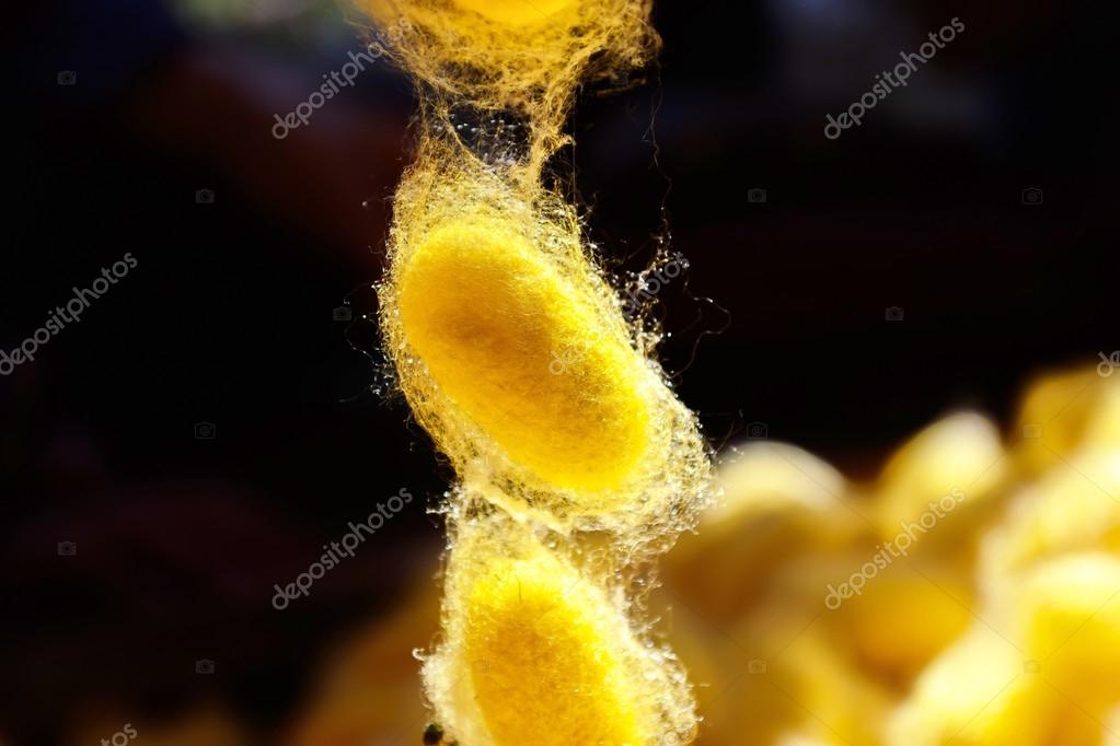 Capullo de gusano de seda en cesta, capullo de gusano de seda amarillo ...