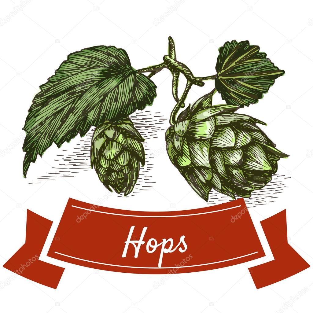 Hops colorful illustration. Stock Vector by ©messer16 124035504