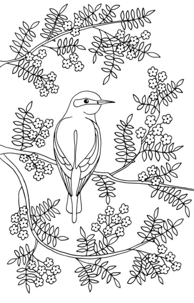 100,000 Bowerbird Vector Images | Depositphotos