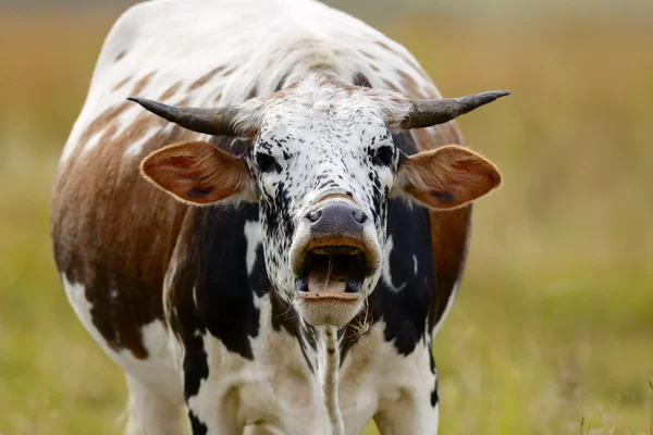 Cow scream fotos de stock, imágenes de Cow scream sin royalties ...