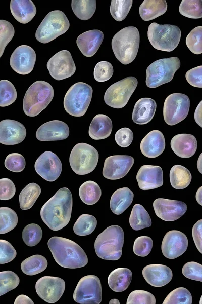 Cell shells fotos de stock, imágenes de Cell shells sin royalties ...