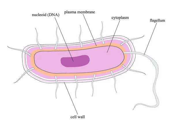 Structure of a bacterial cell — Stock Vector © OlenkaUkr #114602008