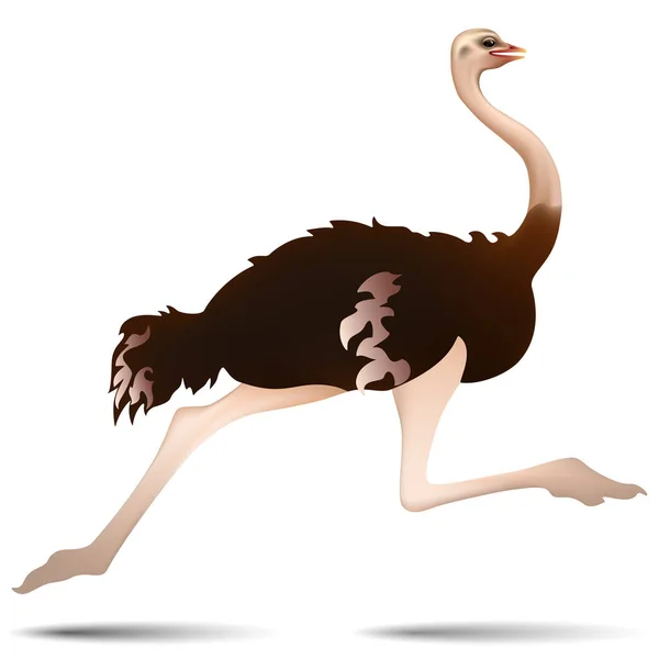 16,280,048 Running ostrich Vector Images | Depositphotos