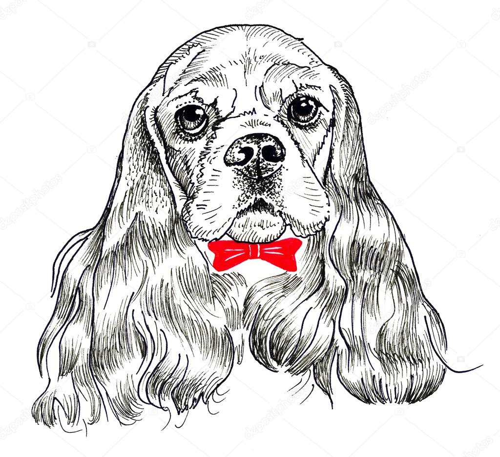 Cocker Spaniel dog portrait. Print and pattern. Hand drawing Stock ...