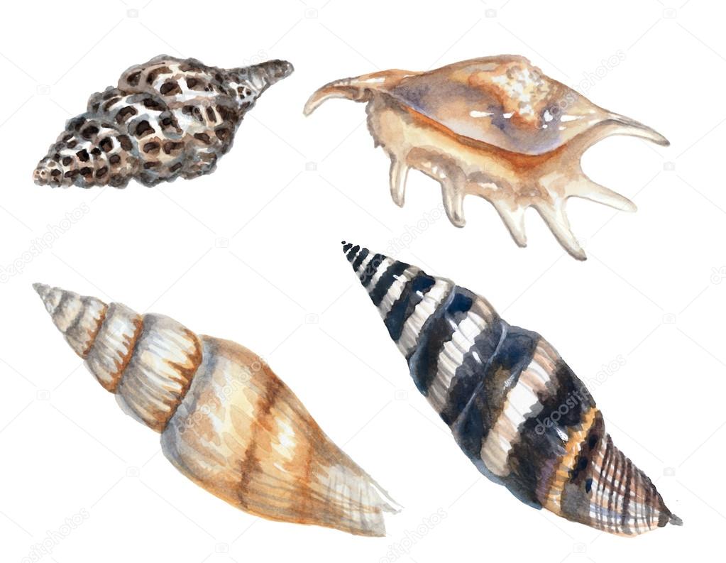 Set beautiful seashells isolated on white background. Watercolor ...