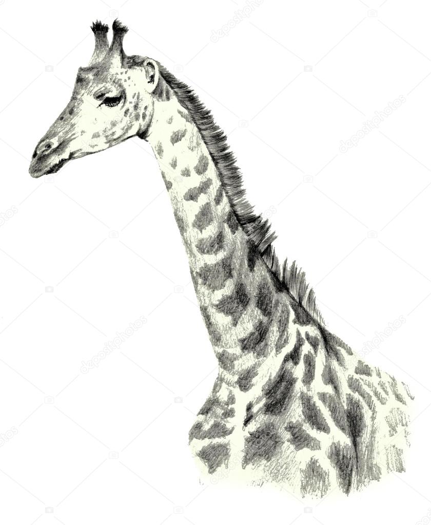 Drawing portrait of a giraffe portrait on a white background Stock ...