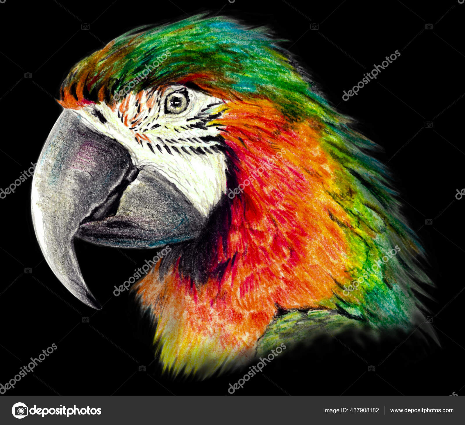 Pencil Drawings Of Parrots