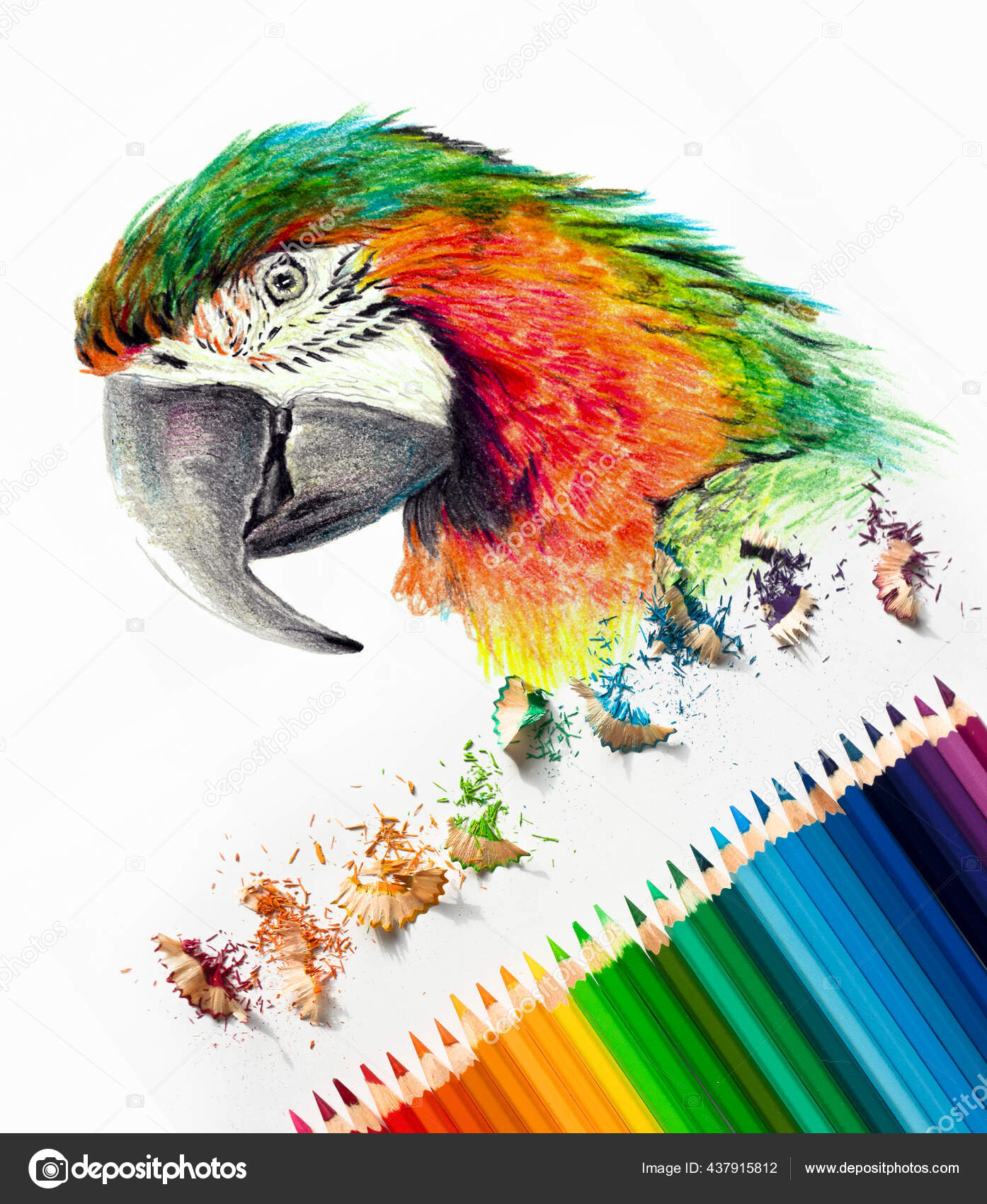 Color Drawing Macaw Parrot Head White Background Colored Watercolor ...