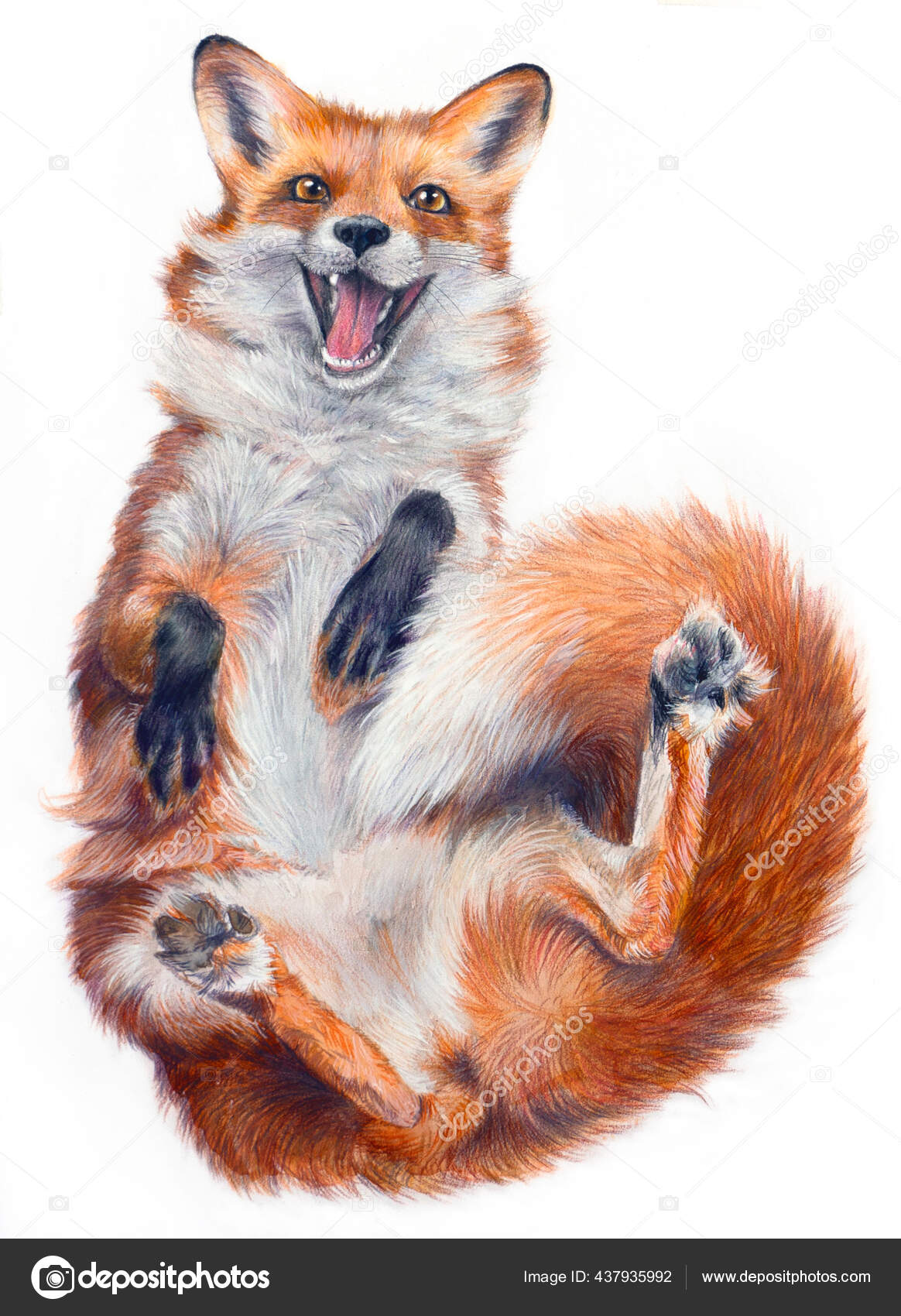 Fox Wallpaper Hd Drawing Realistic - Infoupdate.org